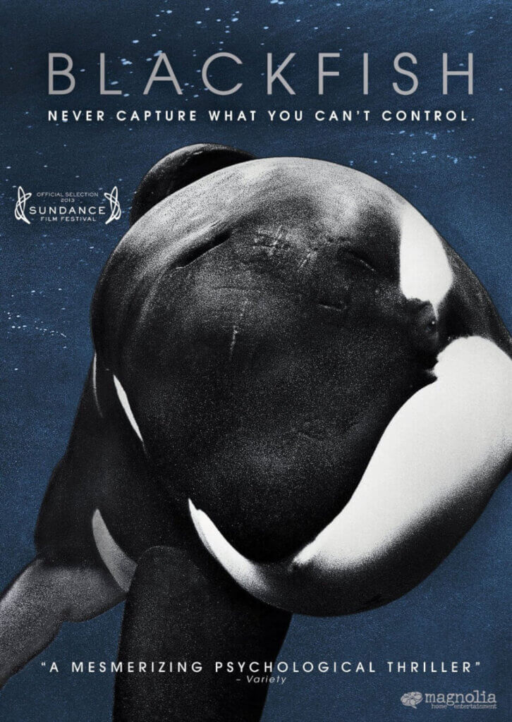 Marine mammals captivity: free educational debate kit | TeachKind
