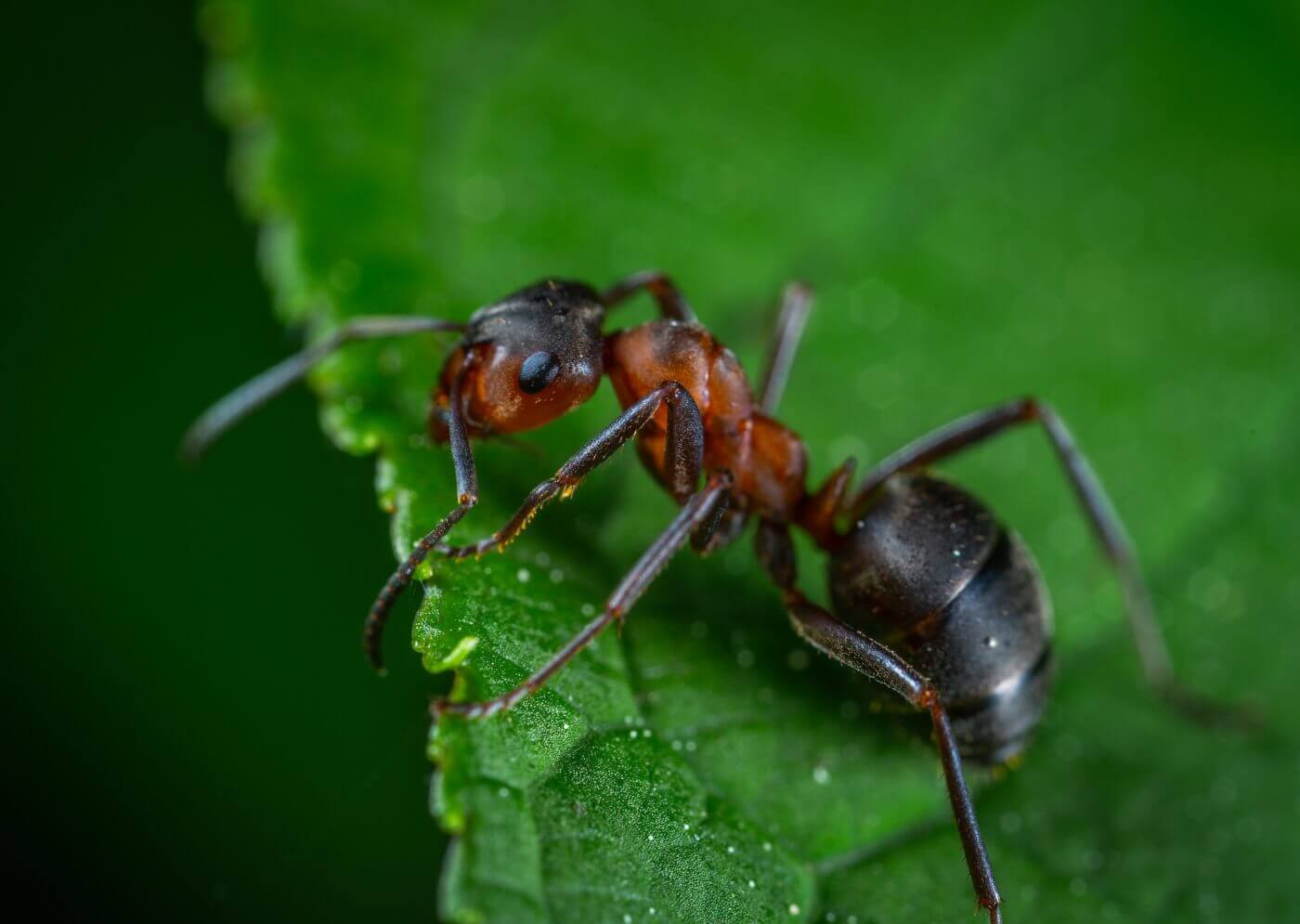 'Hey, Little Ant': Little Guy Makes a Big Case | TeachKind