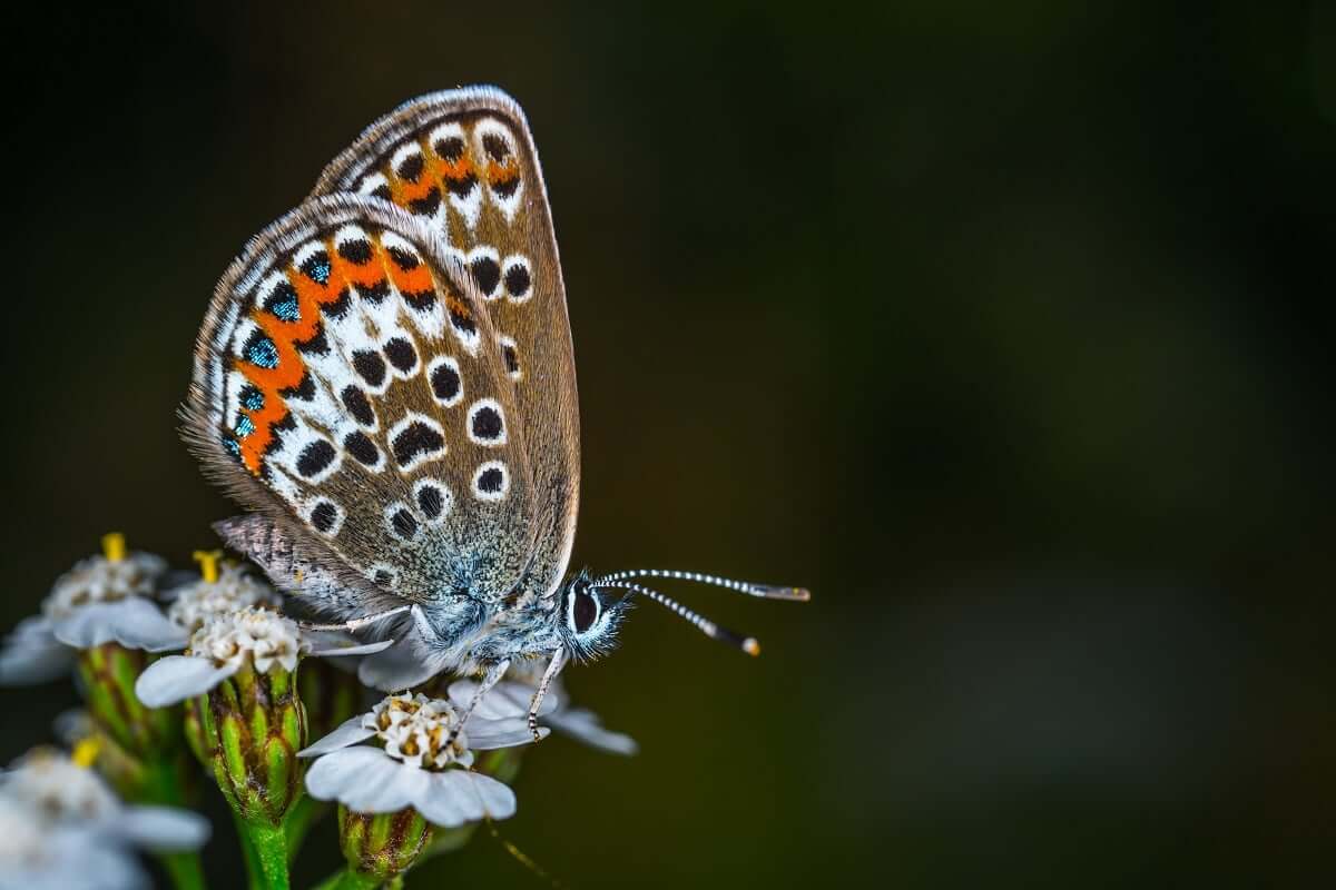 Ditch Cruel Butterfly Kits and Upgrade Your Lessons | TeachKind