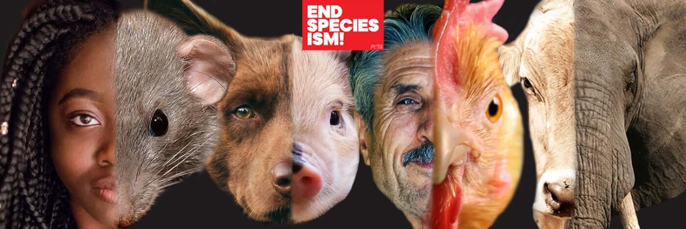 Other Animals Are Just Like Us Activities | TeachKind