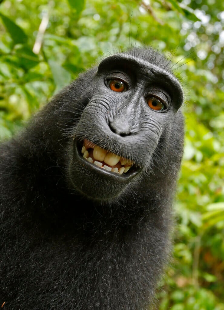 Reading Worksheet: The “Monkey Selfie” Case | TeachKind
