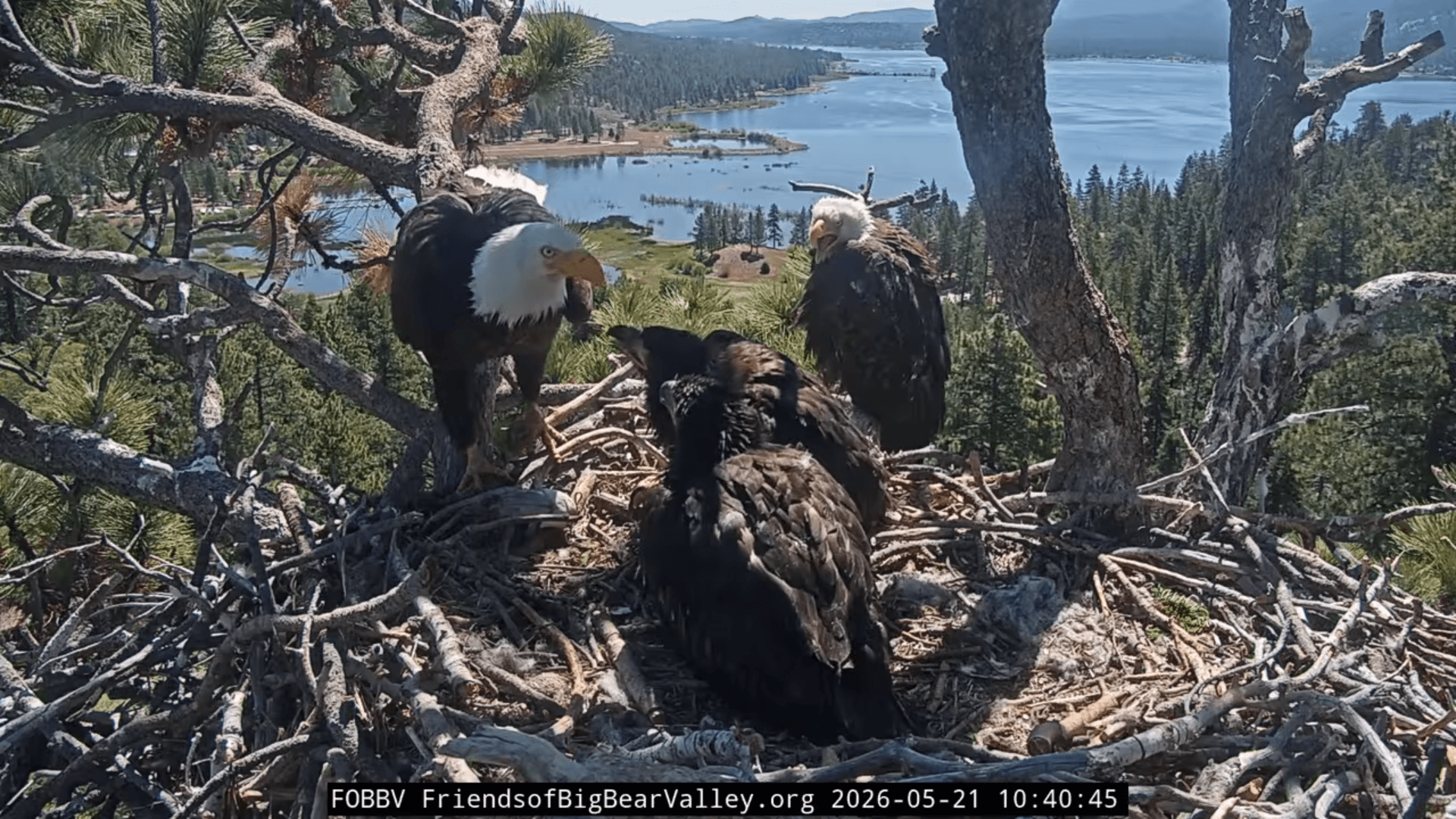 Observation to Action: How Animals Inspire Engagement | TeachKind